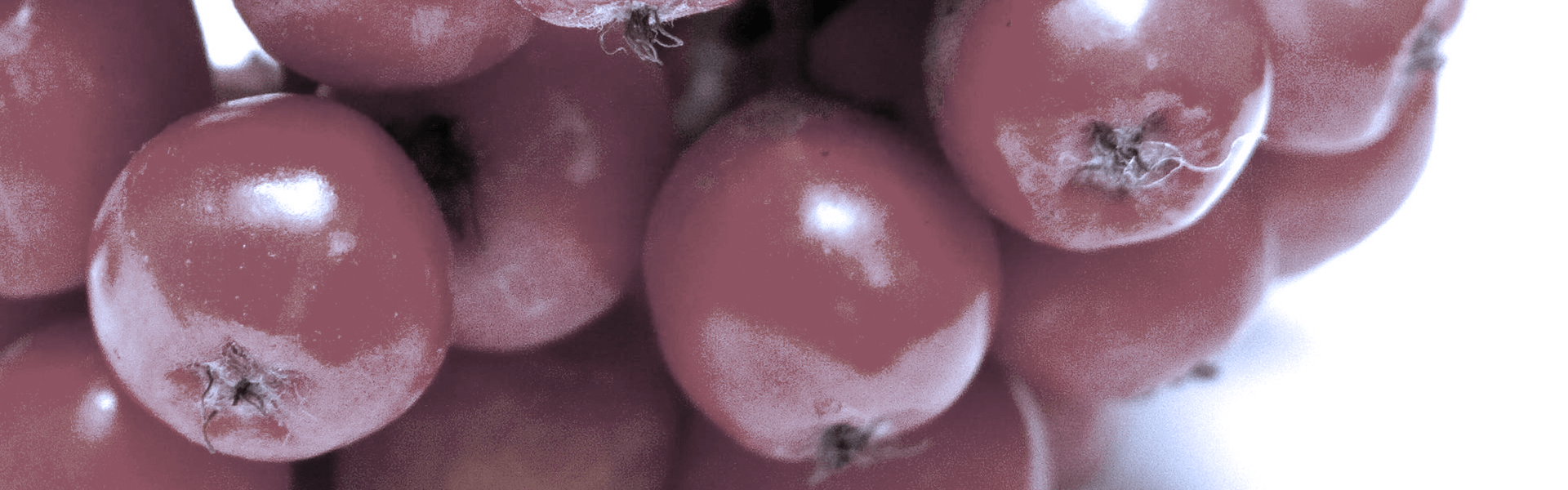 Sentience Institute | Cell-cultured meat: lessons from GMO adoption and ...