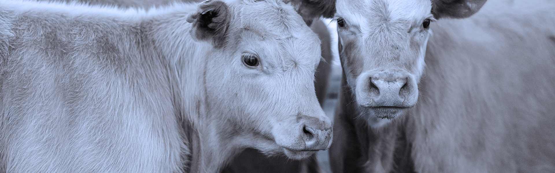 Sentience Institute | Research Agenda