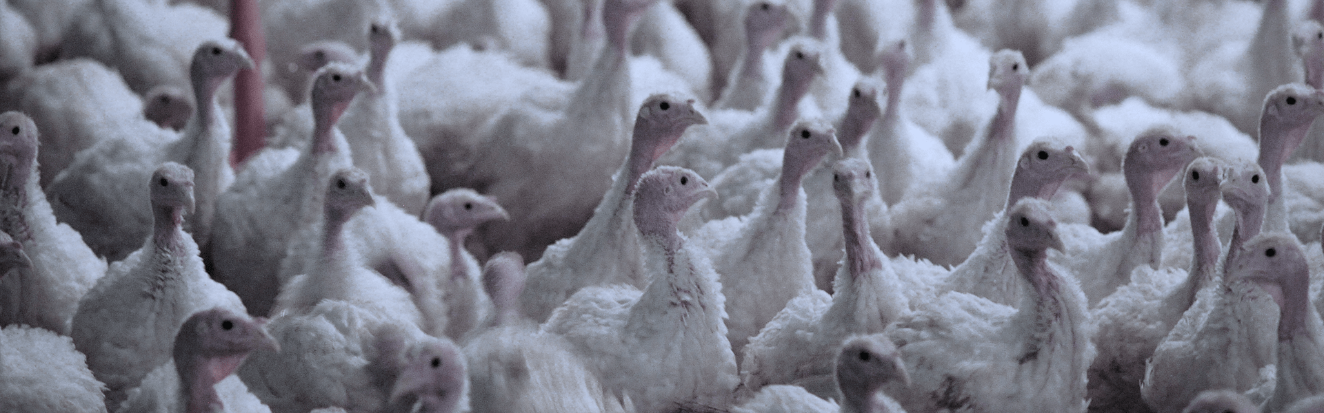 Sentience Institute | Global Farmed & Factory Farmed Animals Estimates